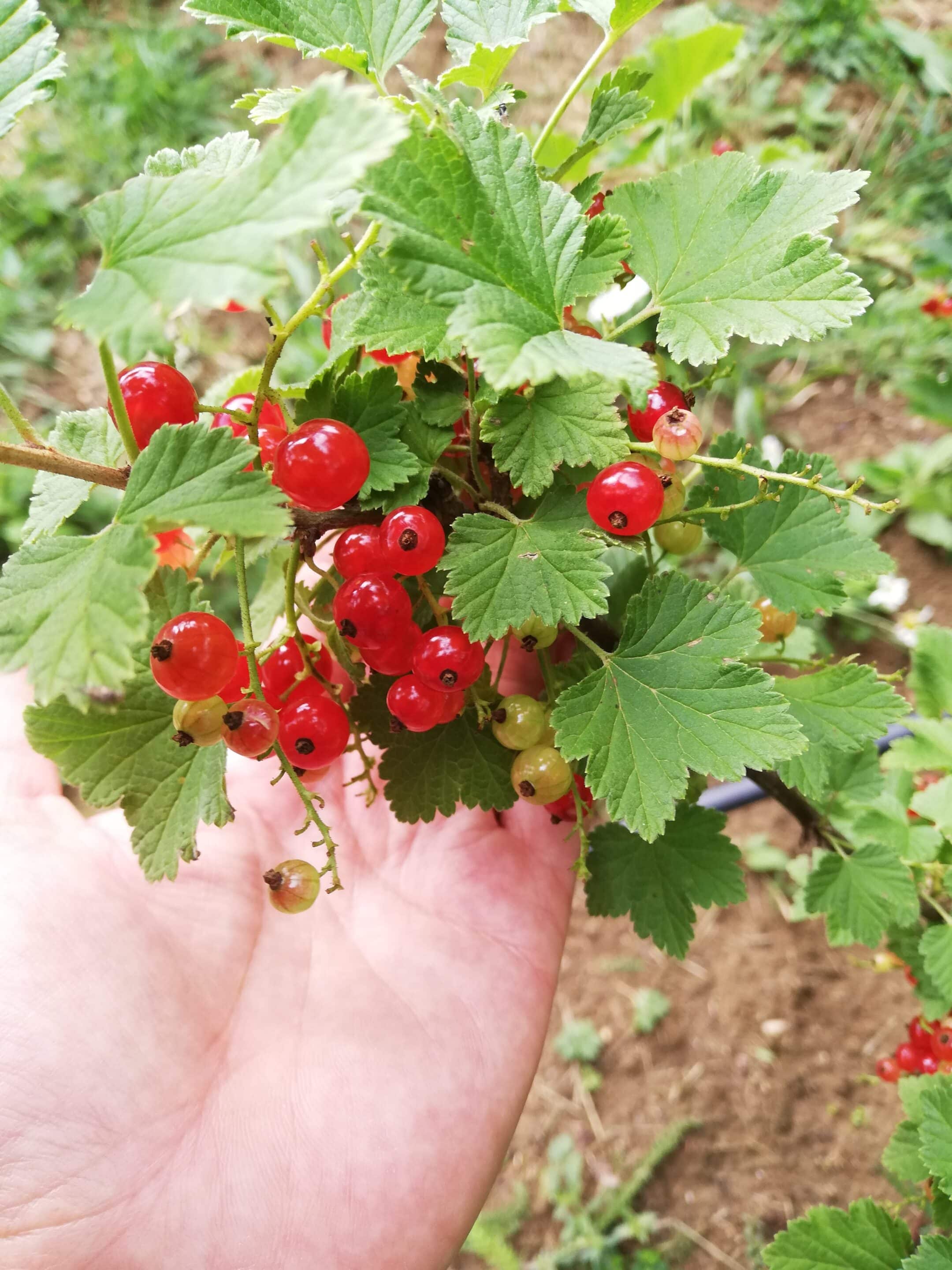 L'entreprise - Les fruits rouges de la Coste